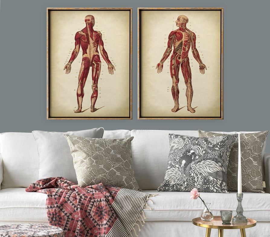 Anatomy Print SET of 2 Anatomical Chart Print Muscular - Etsy