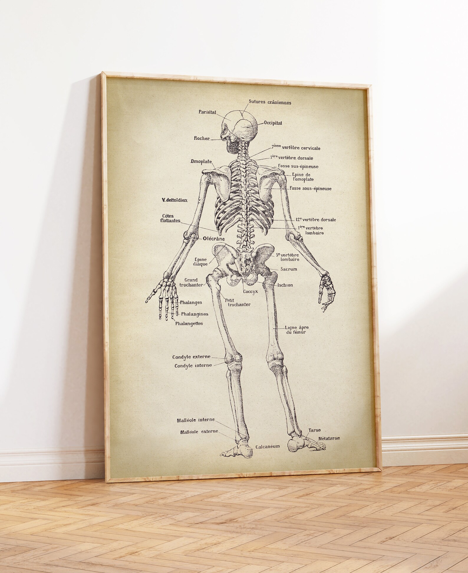 Anatomy Print SET of Four Anatomy Poster Scientific - Etsy