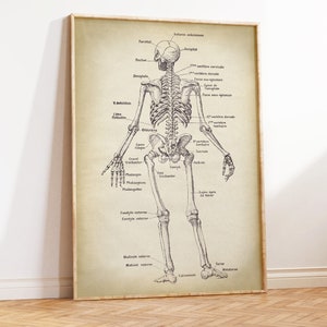 Anatomy Print SET of Four, Anatomy Poster, Scientific Illustration ...