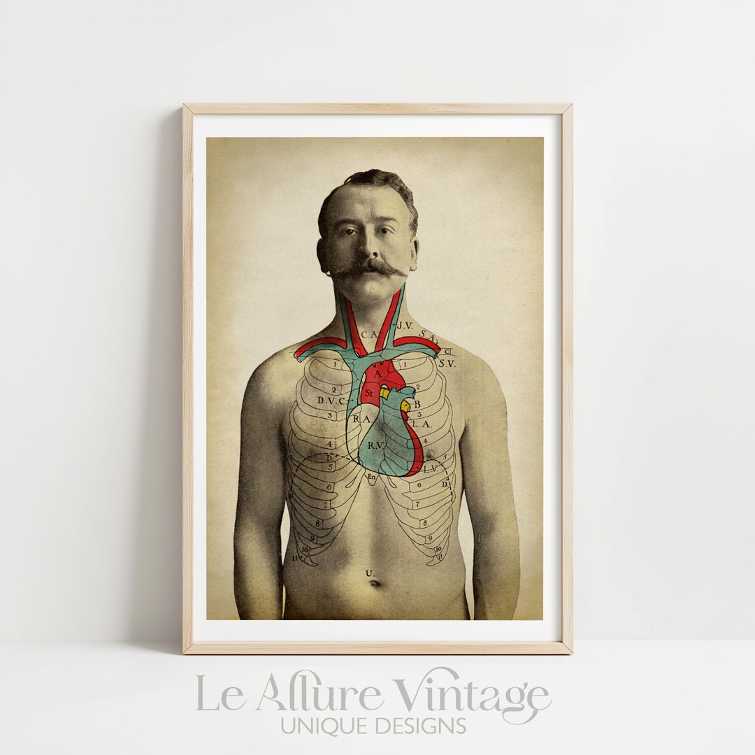 Vintage Anatomy Print: Mustache Man Heart Poster, Medical Wall Art - Etsy
