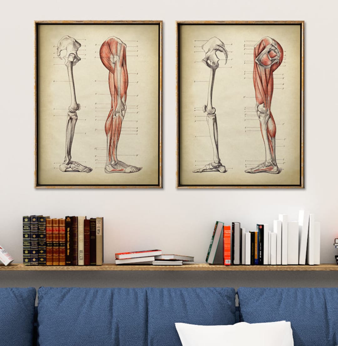 LEGS ANATOMY Print SET of 2, Anatomical Chart Print, Medical Print ...