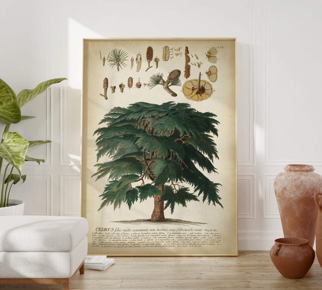 Botanical Print, Green Tree Poster, Cedar Chart Study Poster, Tree Art ...