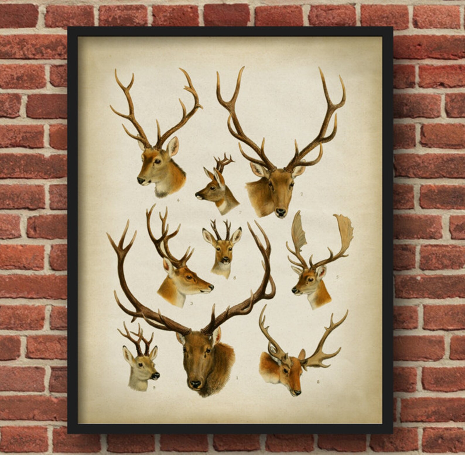 Deer Antlers Poster Deer Antlers Print Animals Poster - Etsy