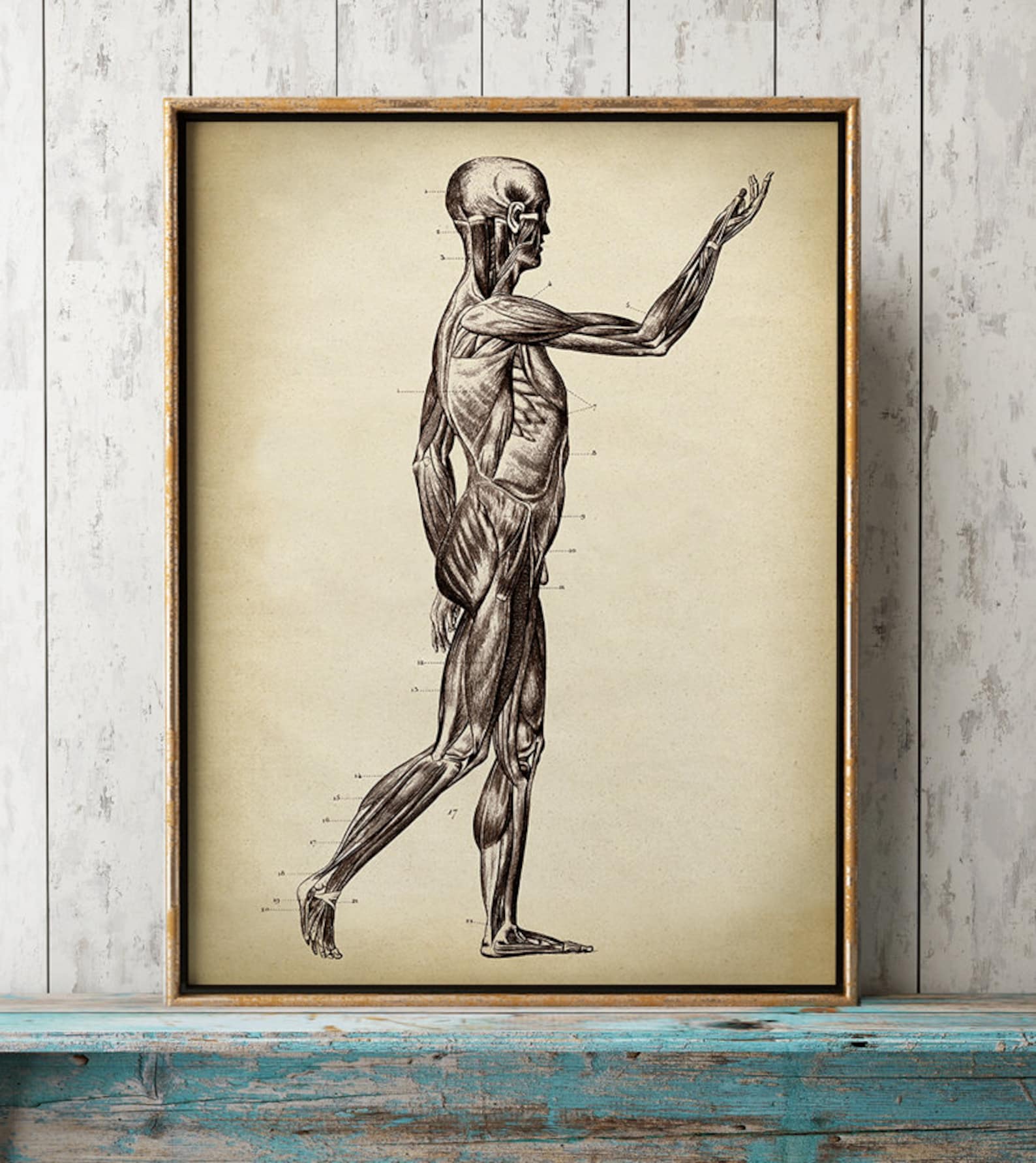 ANATOMY Print Set of 6 Art Prints Skeleton and Muscles | Etsy