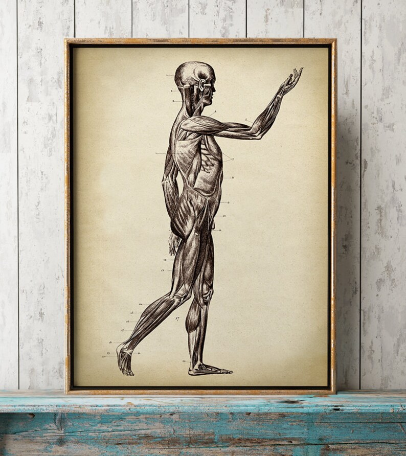 ANATOMY Print Set of 6 Art Prints Skeleton and Muscles | Etsy