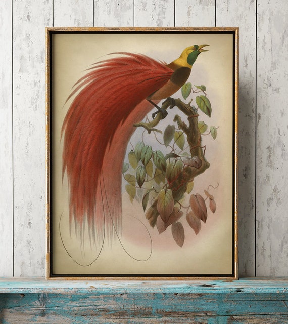Paradise Bird Print Exotic Bird Poster Tropical Red Bird - Etsy