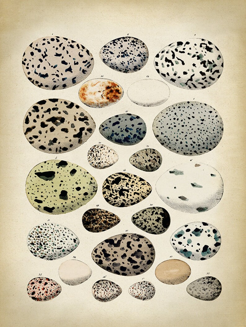 Bird Eggs Art Print Bird Eggs Drawing Bird Nesting Poultry | Etsy