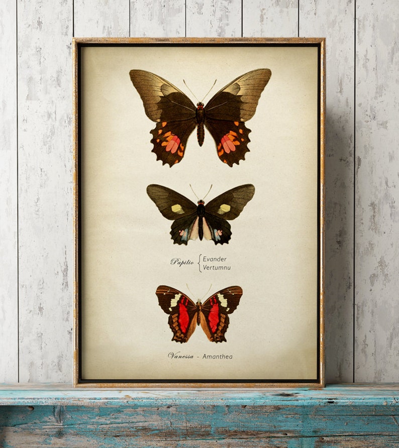 Butterfly Print Butterfly Poster Butterflies Wall Decor - Etsy