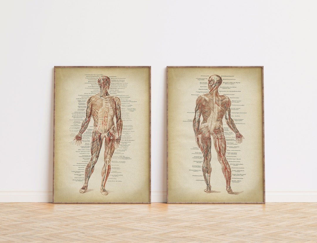 Vintage Anatomy Poster Set: Human Body Muscle Art Prints - Etsy