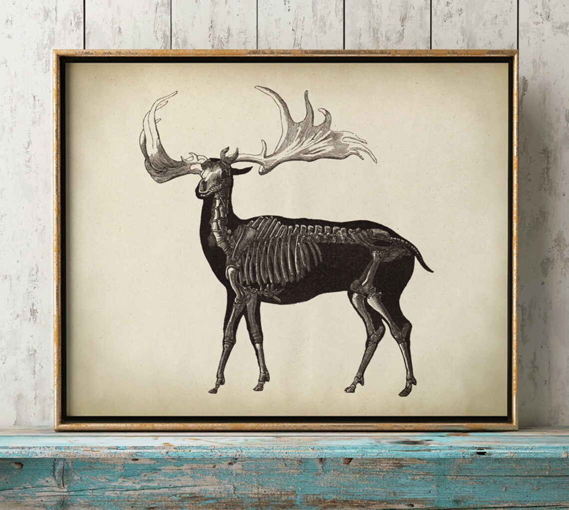 Primitive Deer Skeleton Print Deer Antlers Poster Animal - Etsy