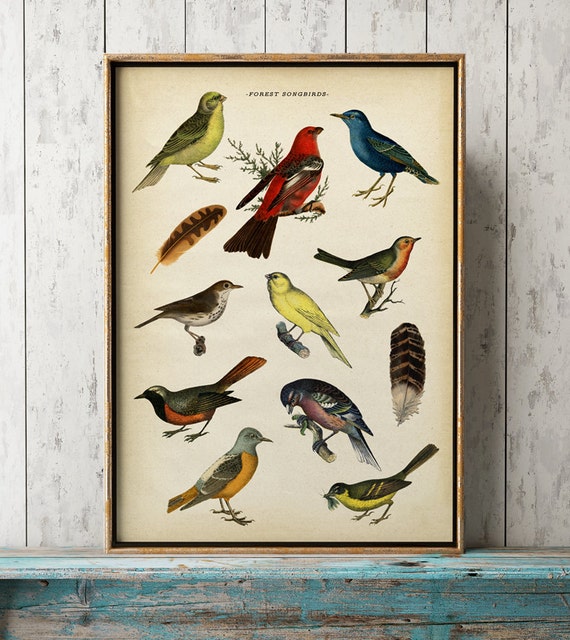 Bird poster birds print bird chart study poster bird art | Etsy