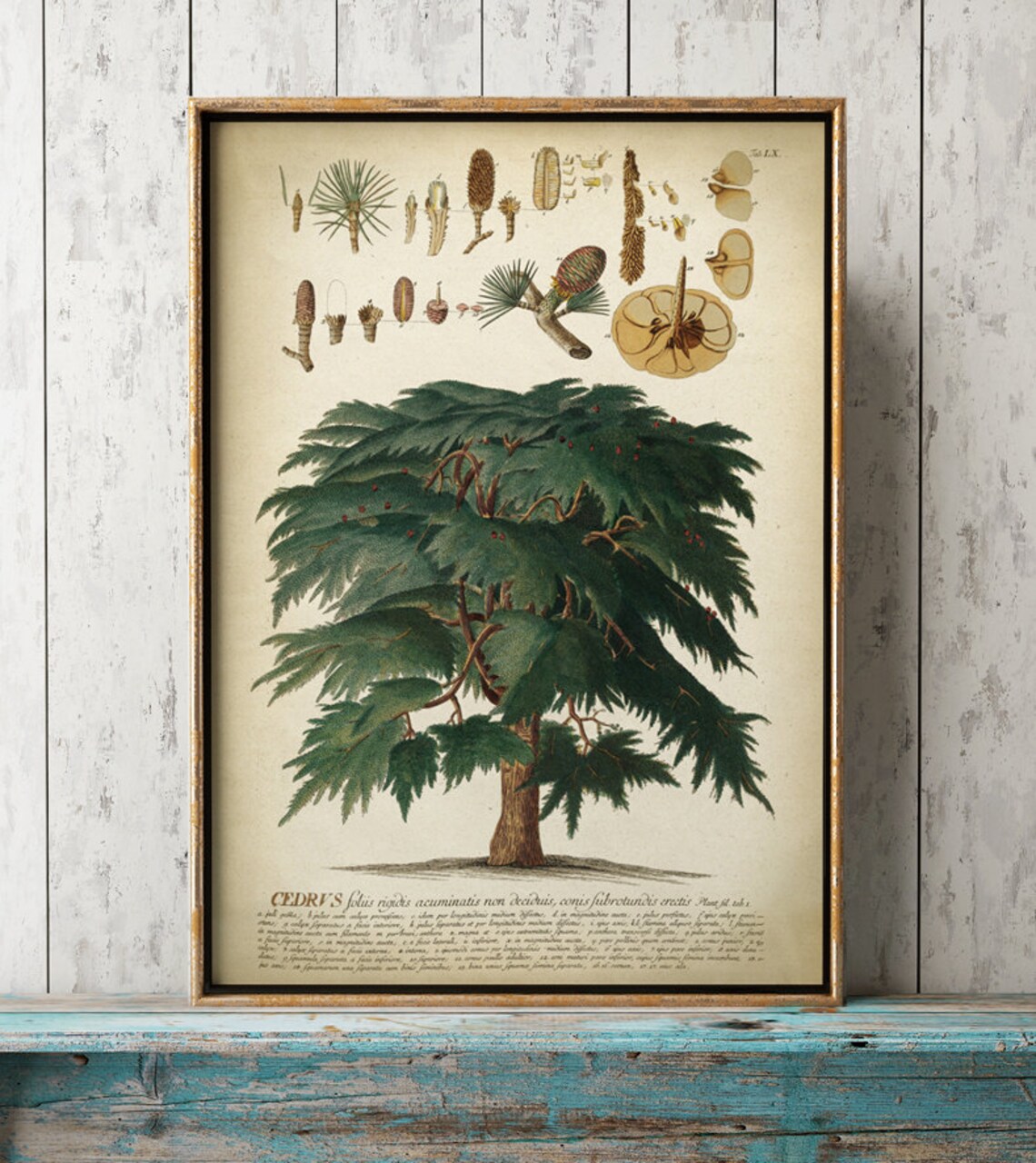 Cedar Tree Botanical Print SET of 2 Cedar Print Old Trees | Etsy