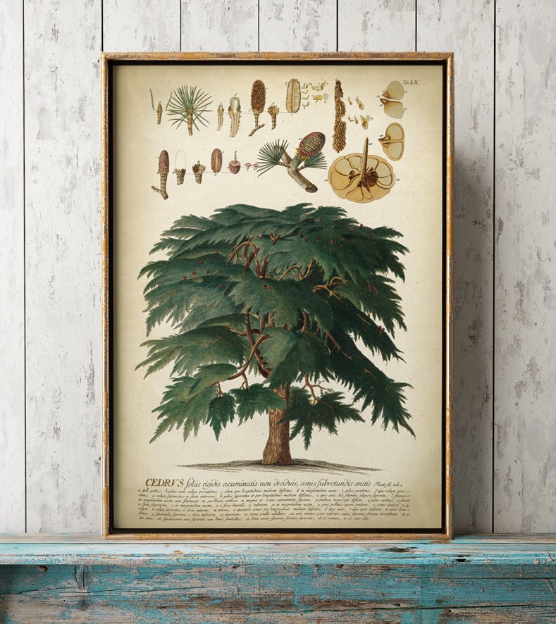 Cedar Tree Botanical Print SET of 2 Cedar Print Old Trees | Etsy