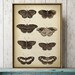 Butterfly Print Set of 3 Butterfly Poster, Butterfly Print, Butterflies ...