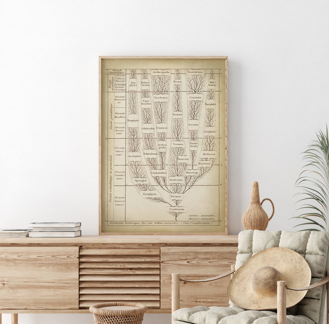 EVOLUTION TREE CHART Print, Tree of Live Art Poster, Phylogenetic Tree ...