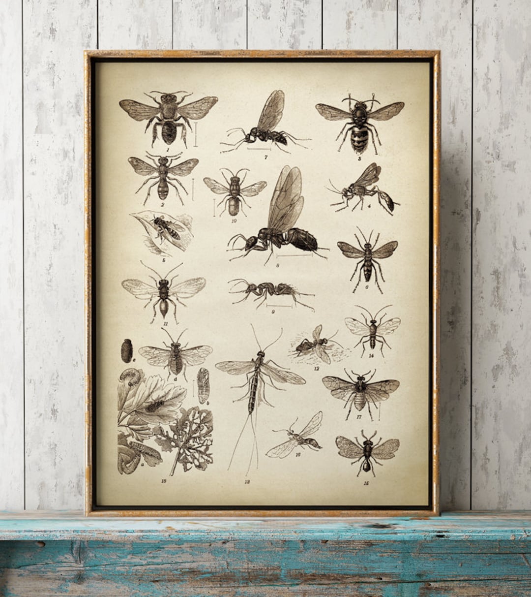 Insects Print, Insect Poster, Study of Insects Chart, Fly Poster ...