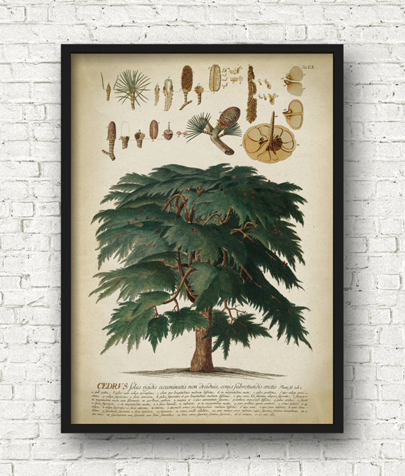 Botanical Print Green Tree Poster Cedar Chart Study Poster | Etsy
