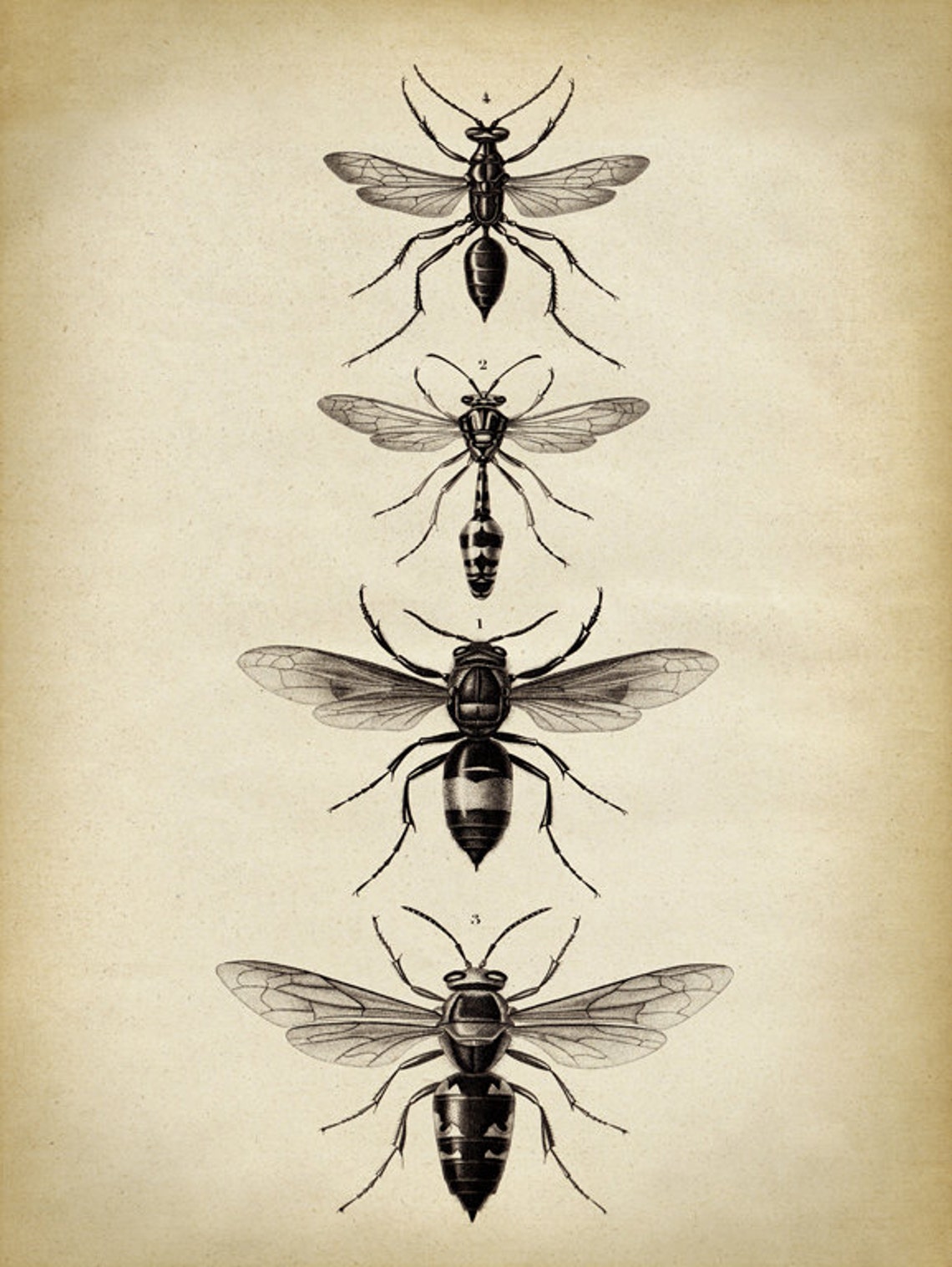 Insects Print Insect Poster Bee Print Wasp Poster Fly | Etsy