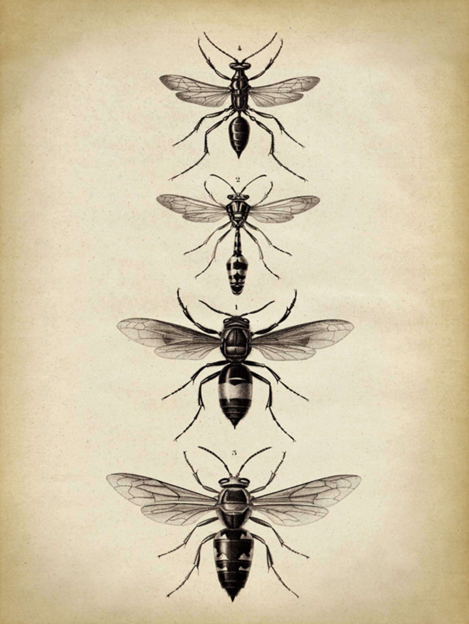 Insects Print Insect Poster Bee Print Wasp Poster Fly | Etsy