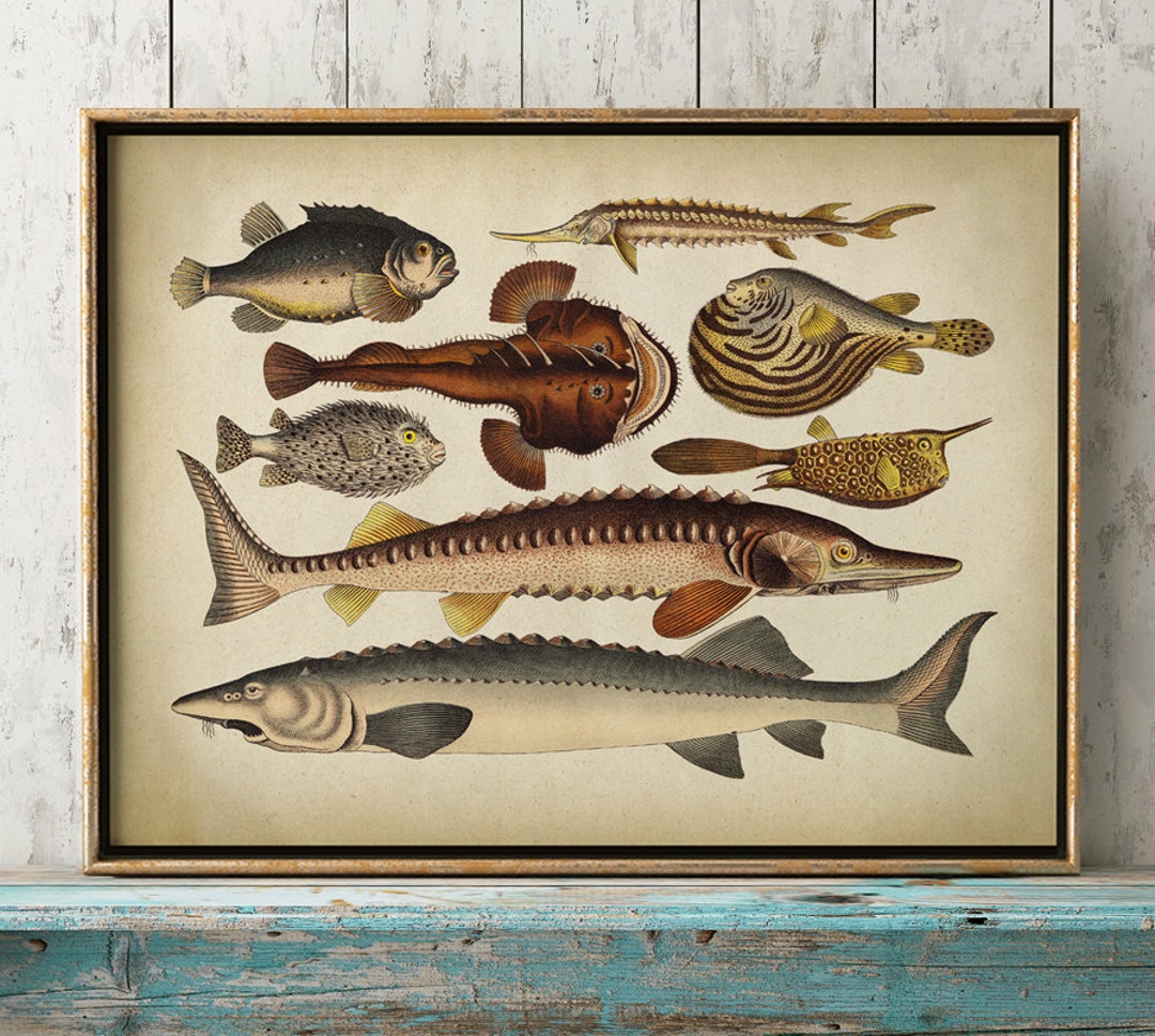 Fish Print, Fishes Chart, Fish Poster, Marine Decor, Beach Home Wall ...