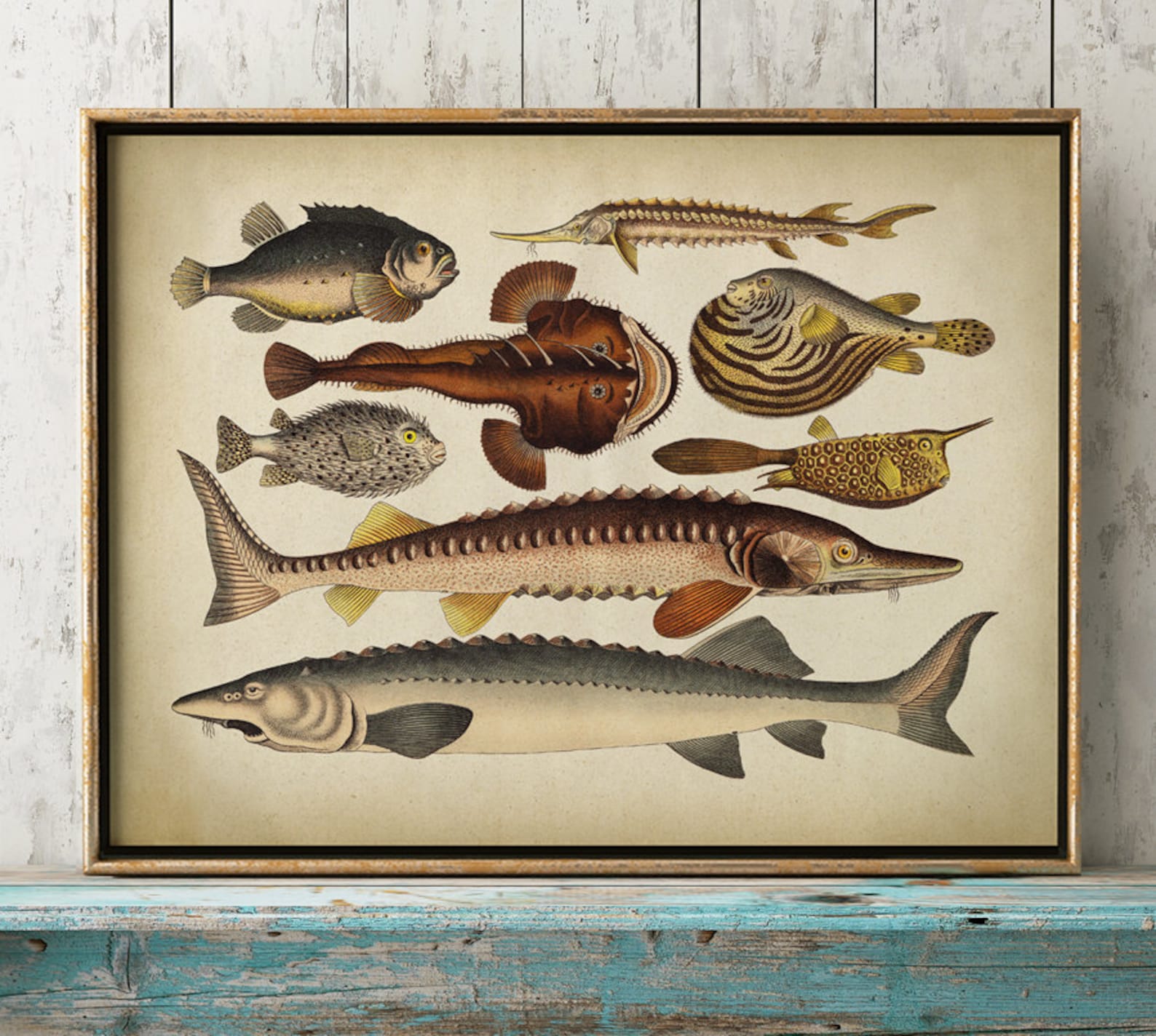 Fish Print Fishes Chart Fish Poster Marine Decor Beach - Etsy