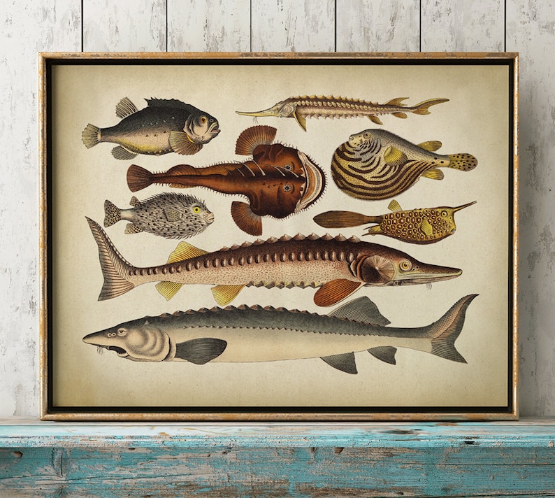 Fish Print Fishes Chart Fish Poster Marine Decor Beach - Etsy