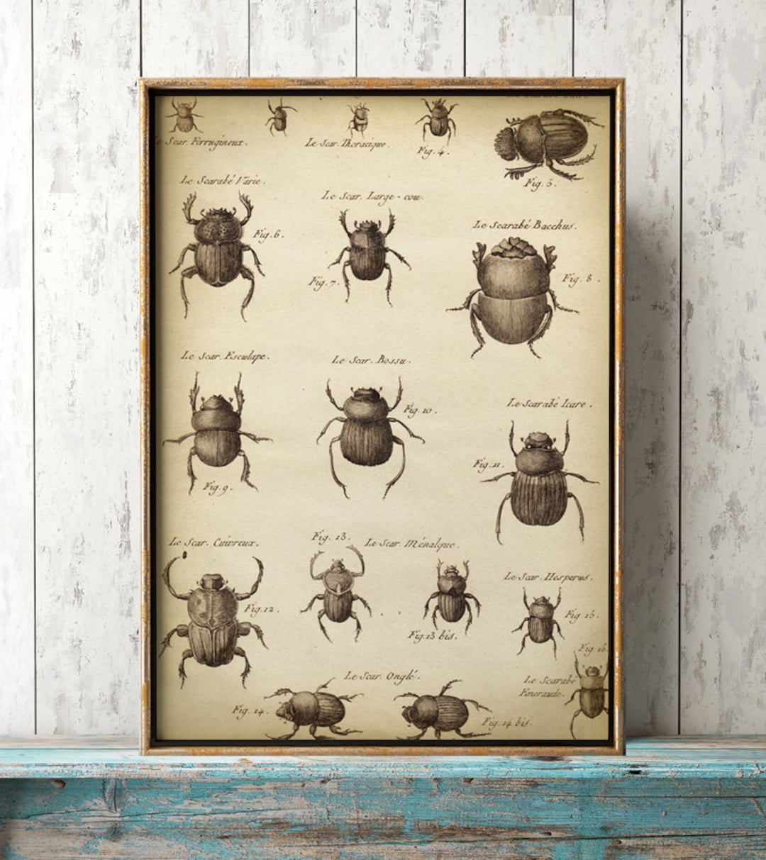 Large Beetle Poster, Beetle Poster A3, Beetle Wall Decor, Scientific ...