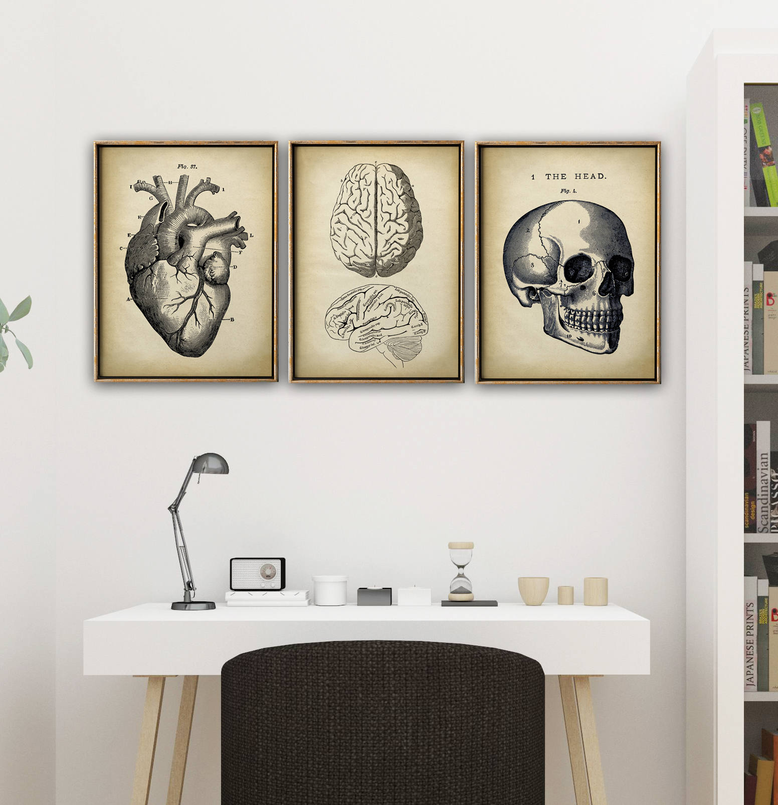 Anatomy Print SET: Vintage Skull, Heart, Brain Posters - Etsy