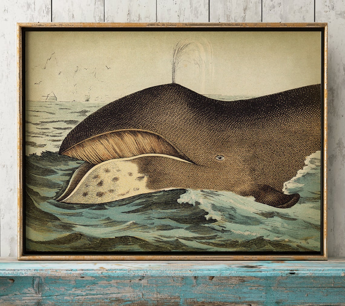 WHALE PRINT SET 3 Whales Set Poster Whale Poster Coastal | Etsy