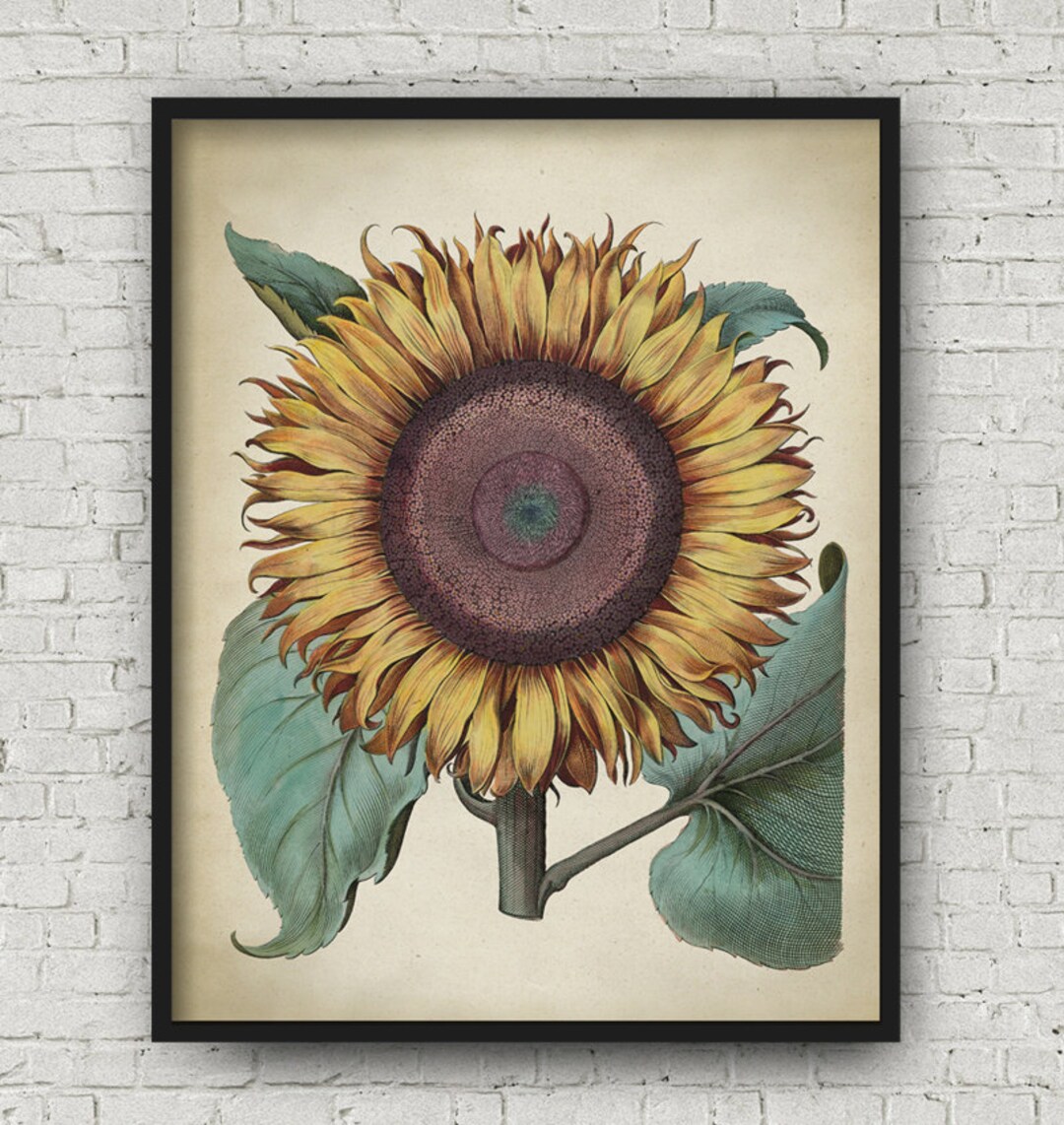Sunflower BOTANICAL Print, Sunflower Poster, Flower Art, Vintage ...