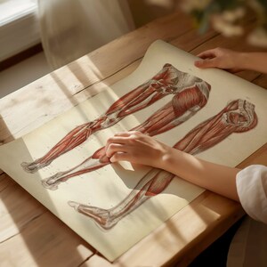 Legs Anatomy Art Print, Scientific Anatomical Drawing, Medical Poster ...