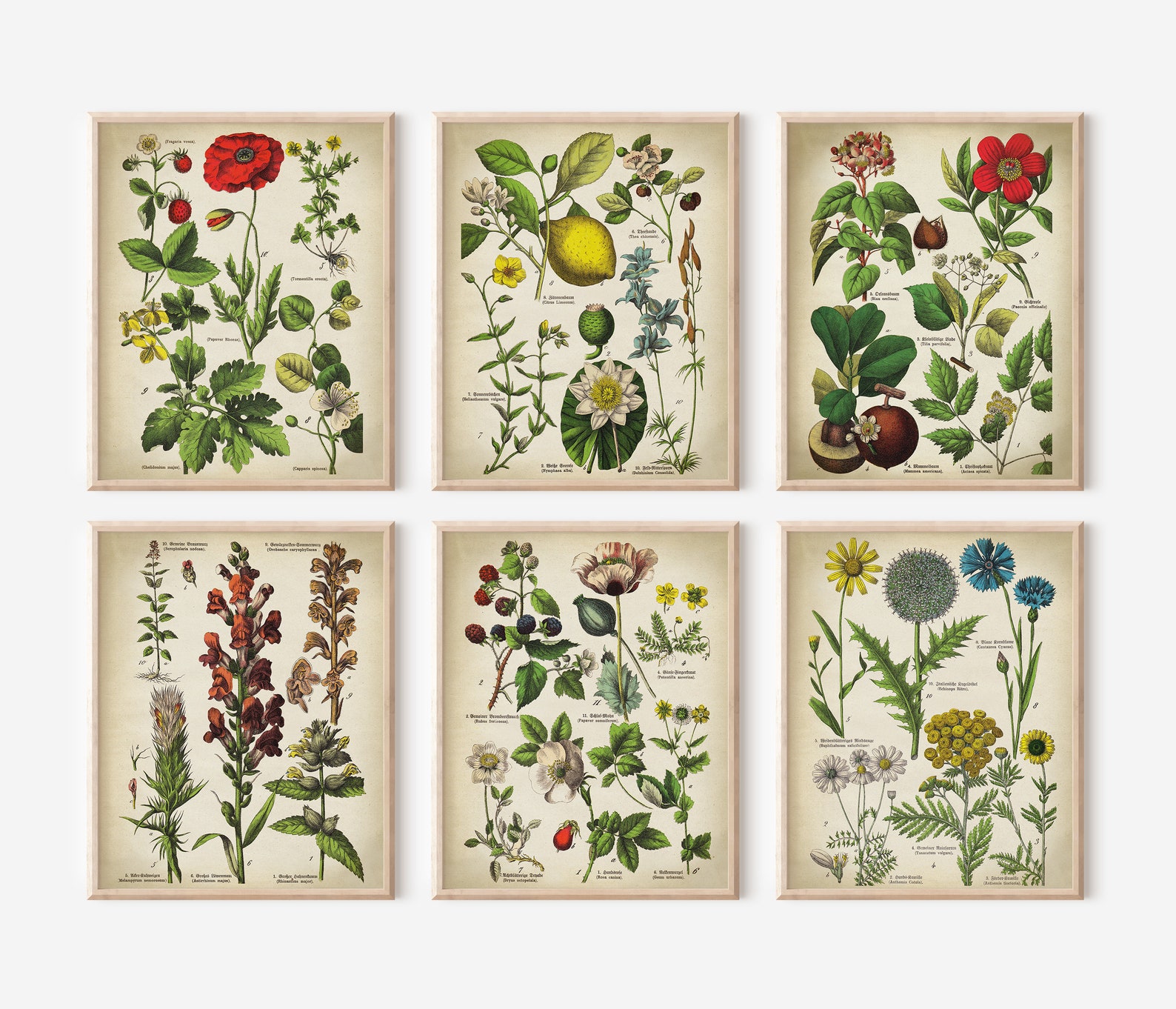 Botanical Print Set Of 6 Art Prints Medicinal Plants Etsy