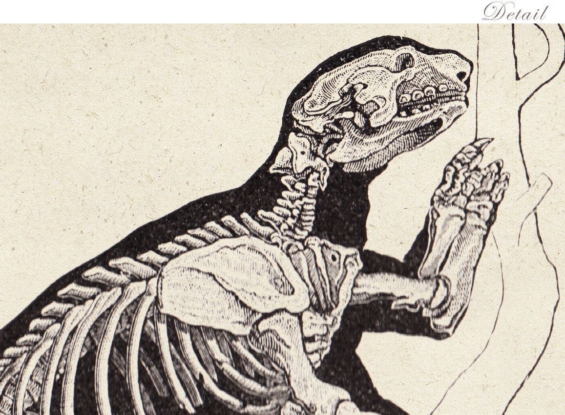 Megatherium Art Print Extinct Animal Skeleton Antique Style | Etsy