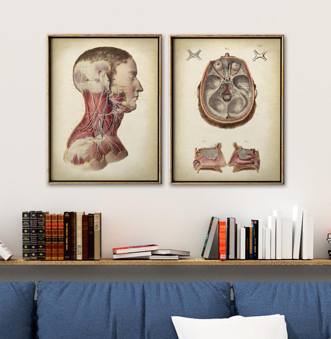 Anatomy Poster SET of 2, Anatomical Print, Human Body Head, Anatomy ...