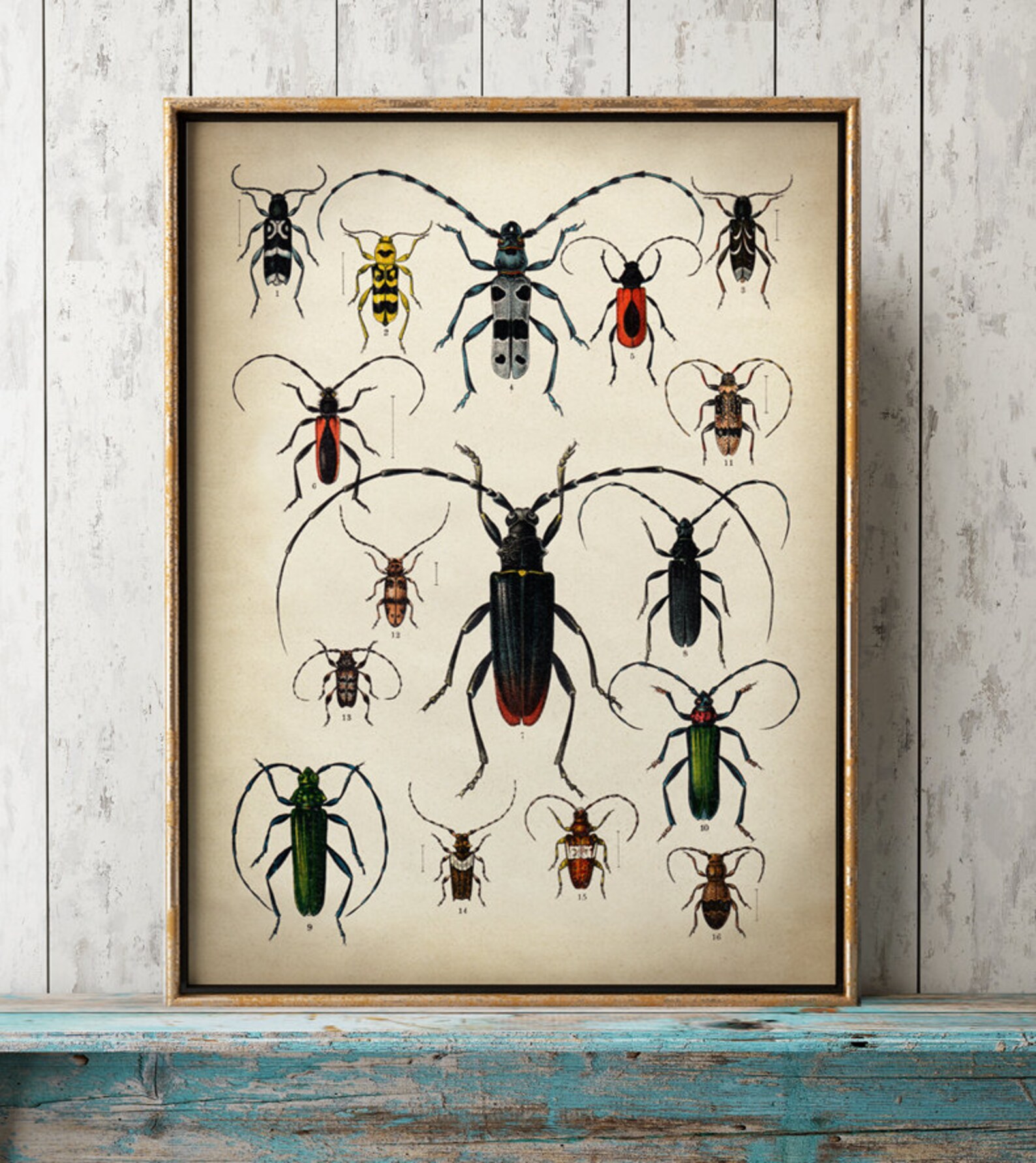 BEETLES Poster Beetles Print Beetles Chart Insect Poster - Etsy