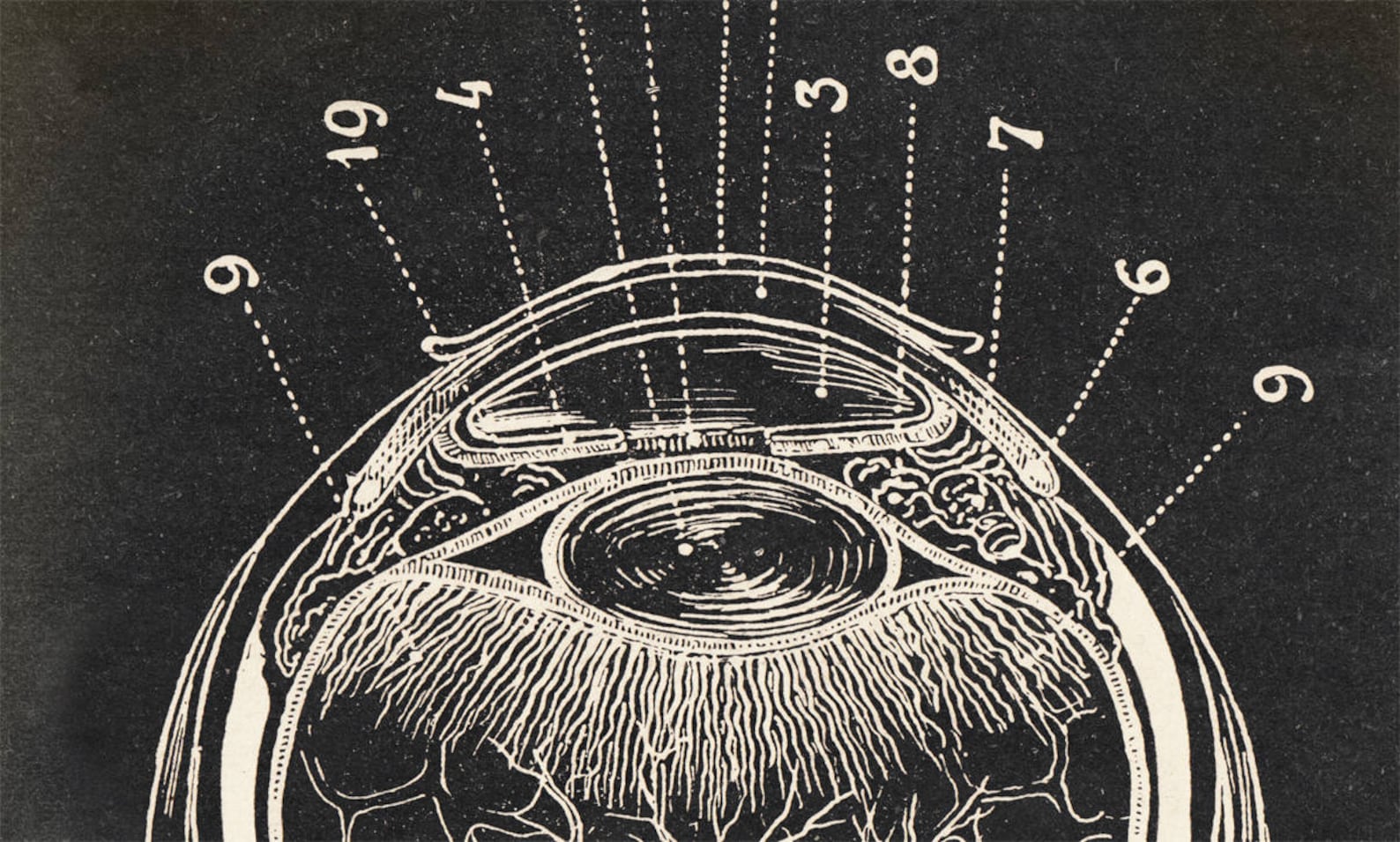 Eye Anatomy Poster Eyeball Chart Scientific Illustration - Etsy