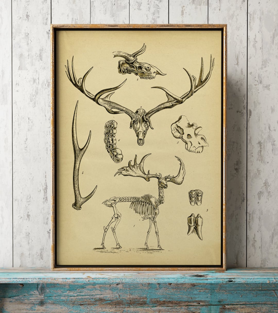 Prehistoric Deer Antlers Skeleton Print, Fossil Print Decor ...