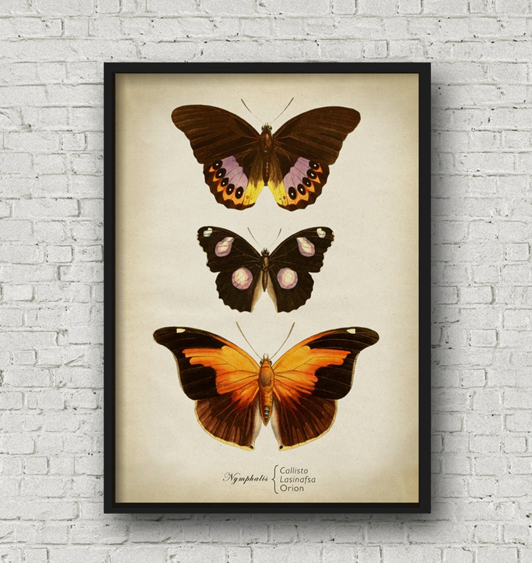 Butterfly Print, Butterfly Poster, Butterflies Wall Decor, Scientific ...