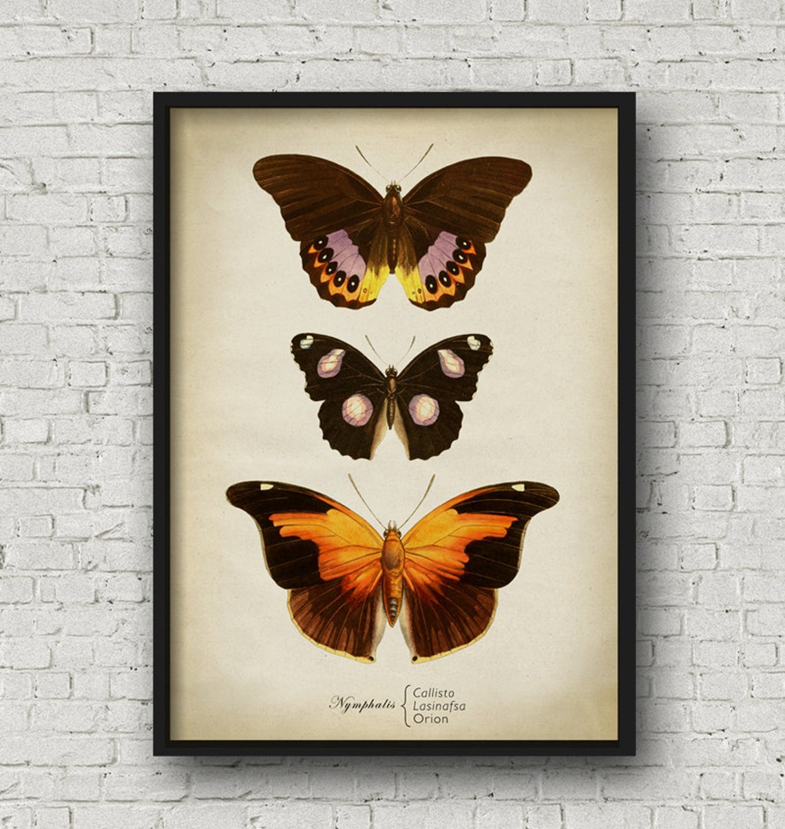Butterfly Print Butterfly Poster Butterflies Wall Decor | Etsy