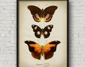 Butterfly Print, Butterfly Poster, Butterflies Wall Decor, Scientific ...