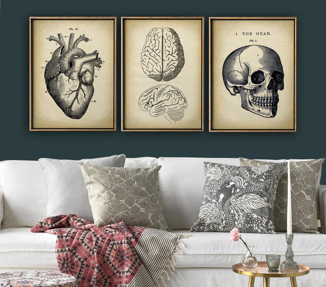Anatomy Print SET of 3, Anatomical Poster, Skull Print, Heart Print ...