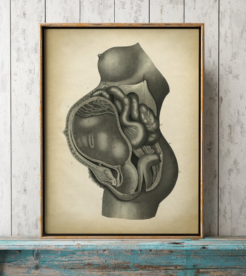 Pregnancy Anatomy Print Fetus Vintage Anatomy Poster - Etsy