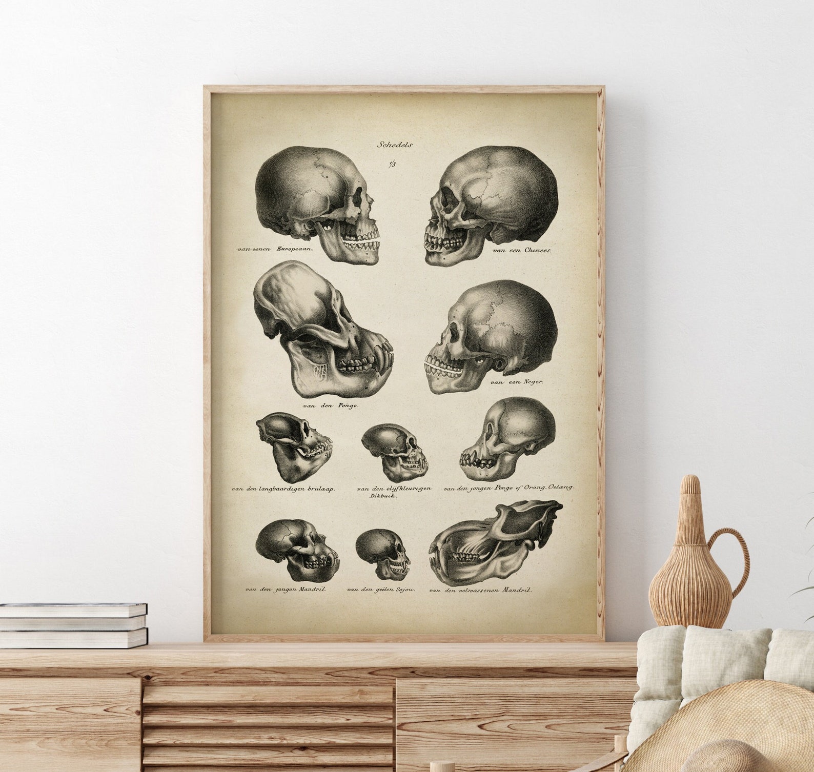 Human and Monkey Anatomy Skull POSTER Ape Cranium Anatomy - Etsy