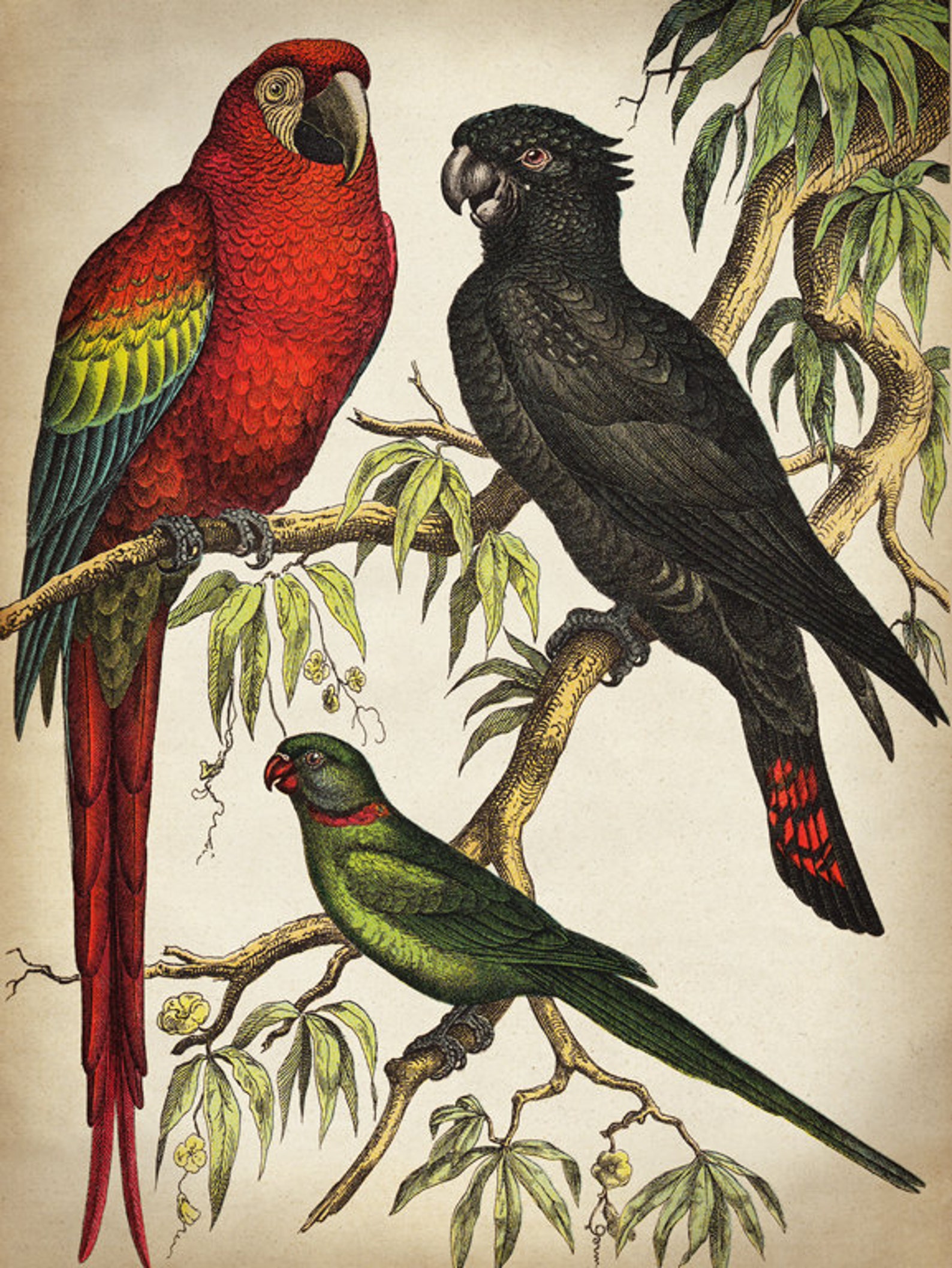 Tropical Parrots Poster Exotic Bird Print Cockatoo Print - Etsy