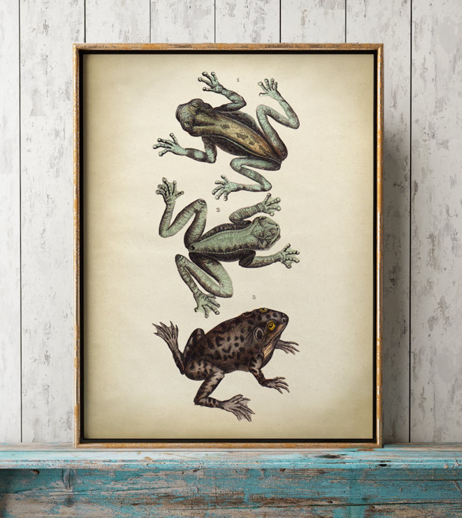 Aged Frog Print Frog Poster Frog Illustration Zoology - Etsy