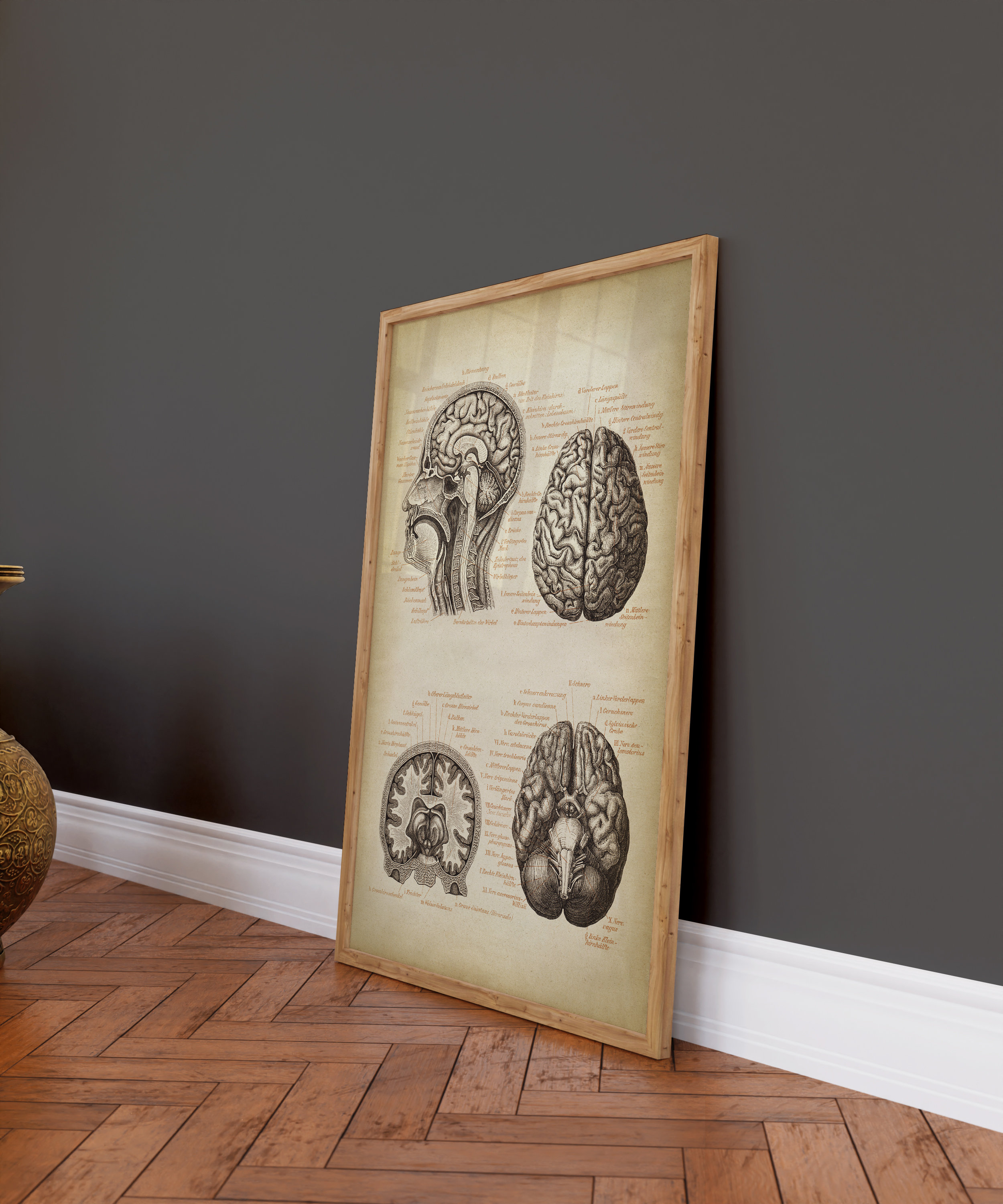 Brain Anatomy POSTER Brain Chart Scientific Illustration - Etsy UK