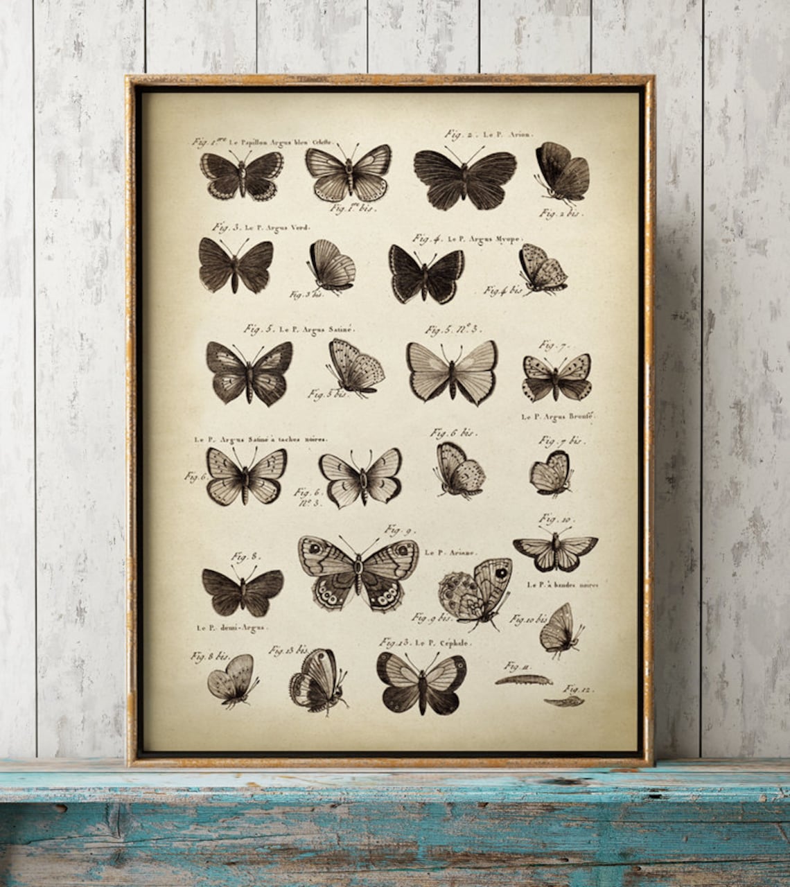 INSECT Print SET of 2 Insect Poster Butterfly Set Fly - Etsy