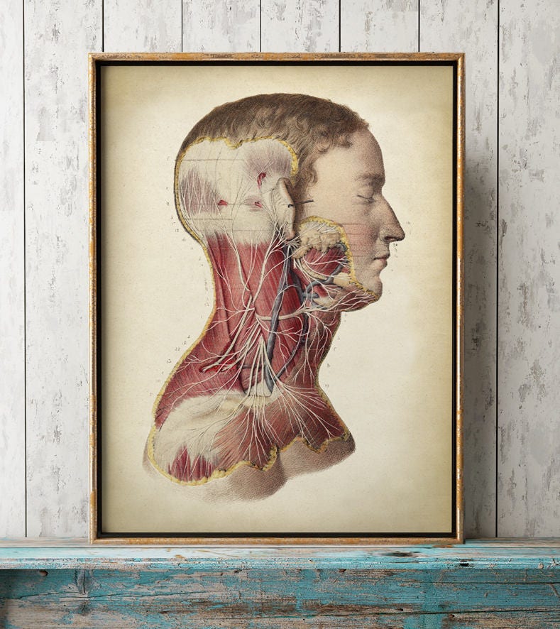 ANATOMY Print SET of 3 Anatomical Poster Head Print Cranium | Etsy