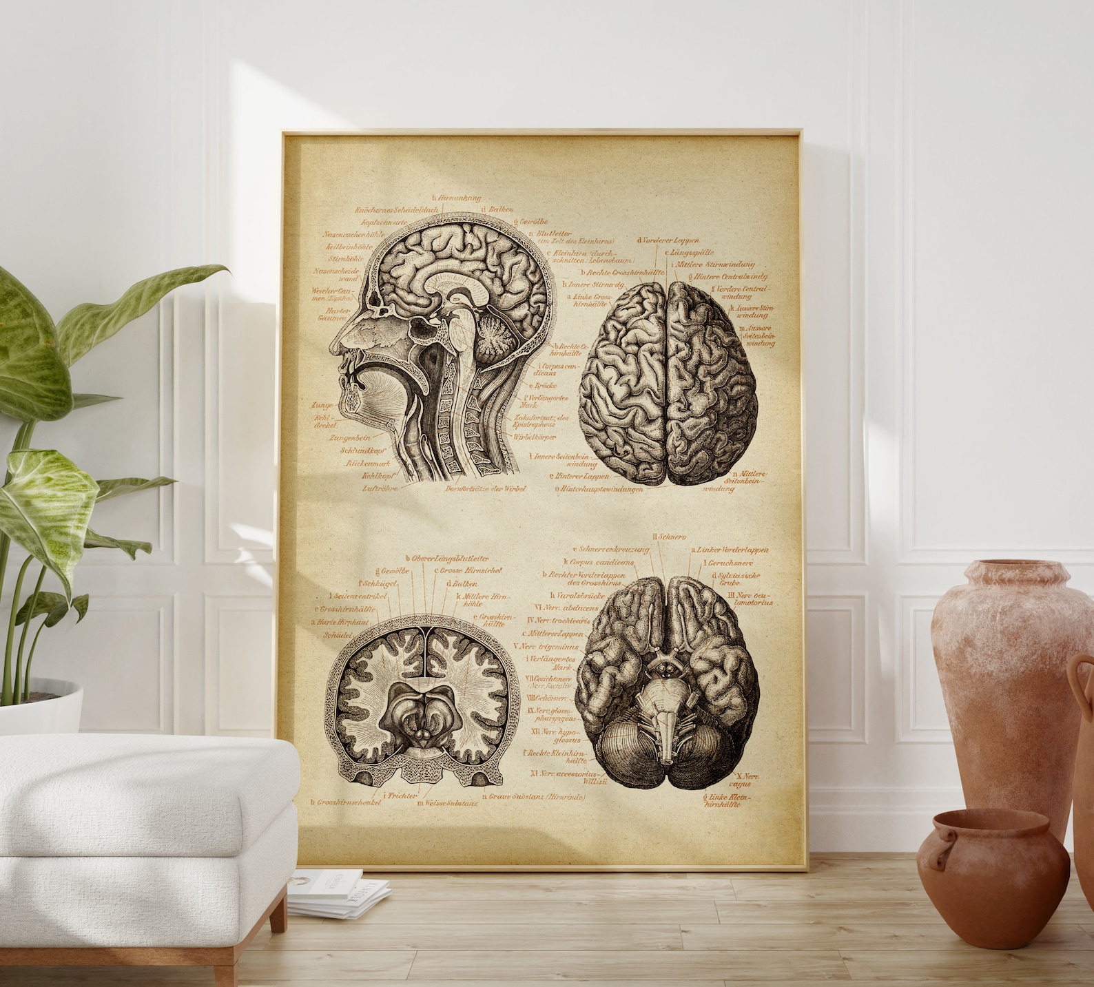Brain Anatomy POSTER Brain Chart Scientific Illustration - Etsy