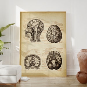 Brain Anatomy POSTER, Brain Chart, Scientific Illustration, Anatomical ...